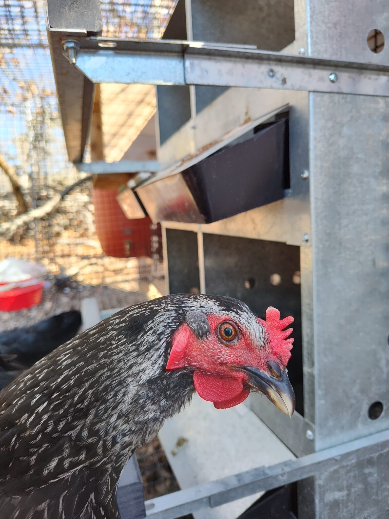 Rats in Backyard Chicken Coops - Ultra Safe Pest Management