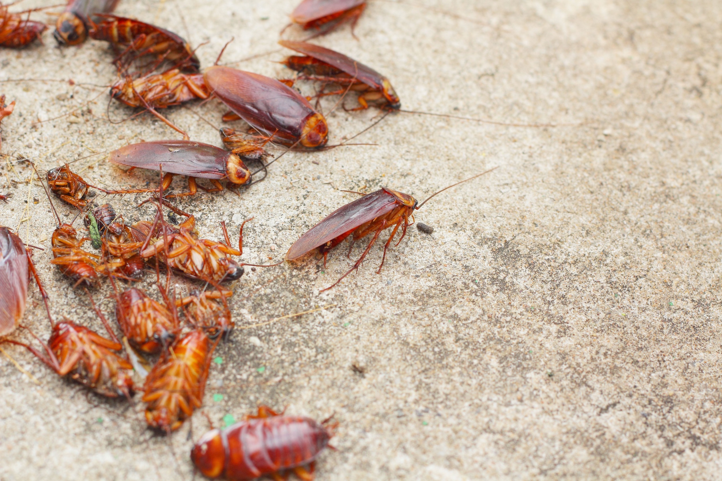 Integrated Pest Management for Cockroach Control - Ultra Safe Pest ...